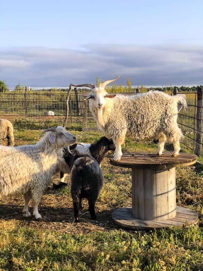 A Whirlwind Farm Food Tour In Kansas • The Crumby Kitchen